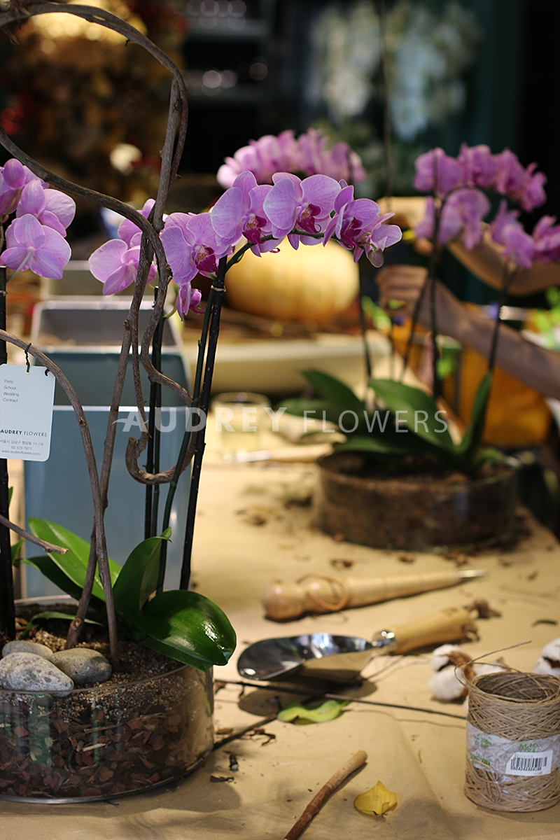 audreyflowers | Class 02